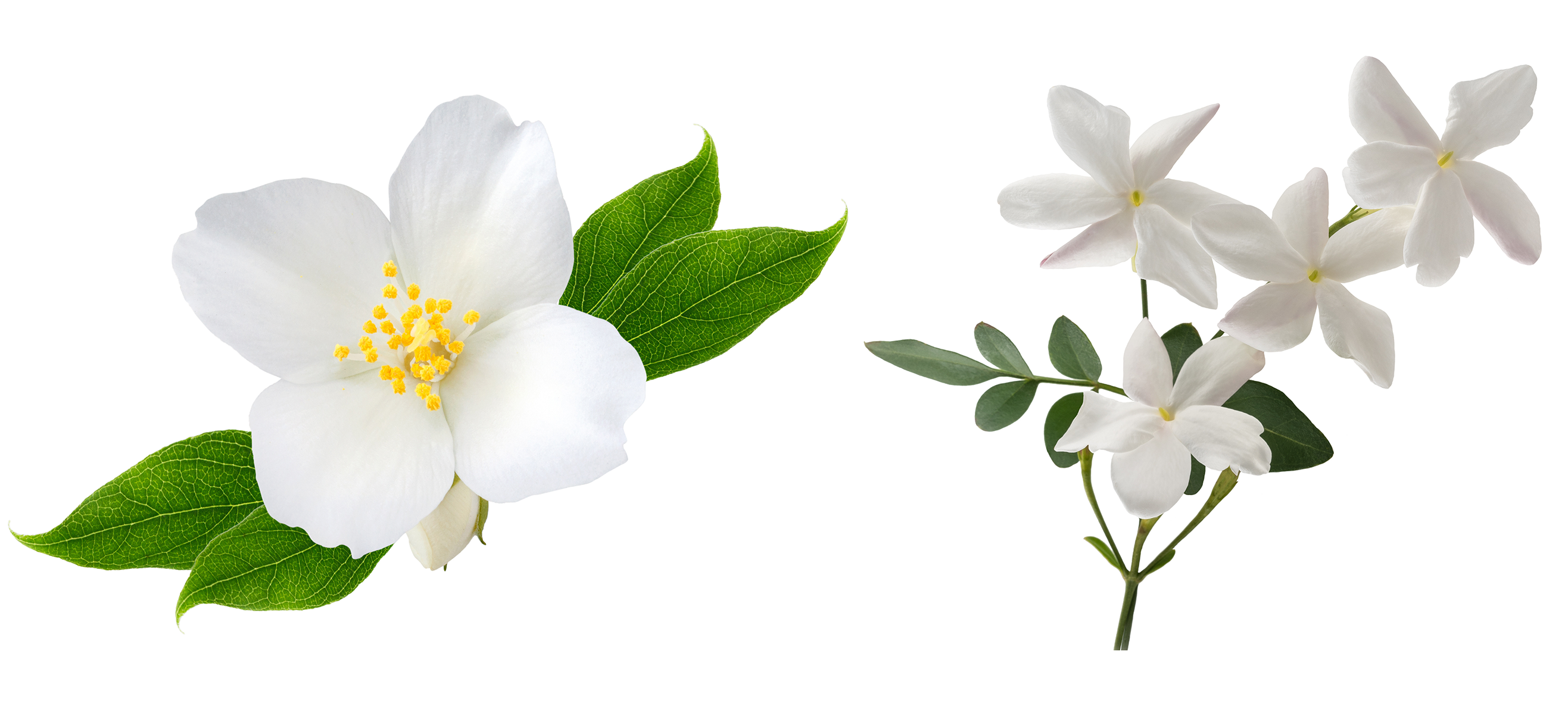 What Is The Difference Between Jasmine Grandiflorum And Jasmine Sambac